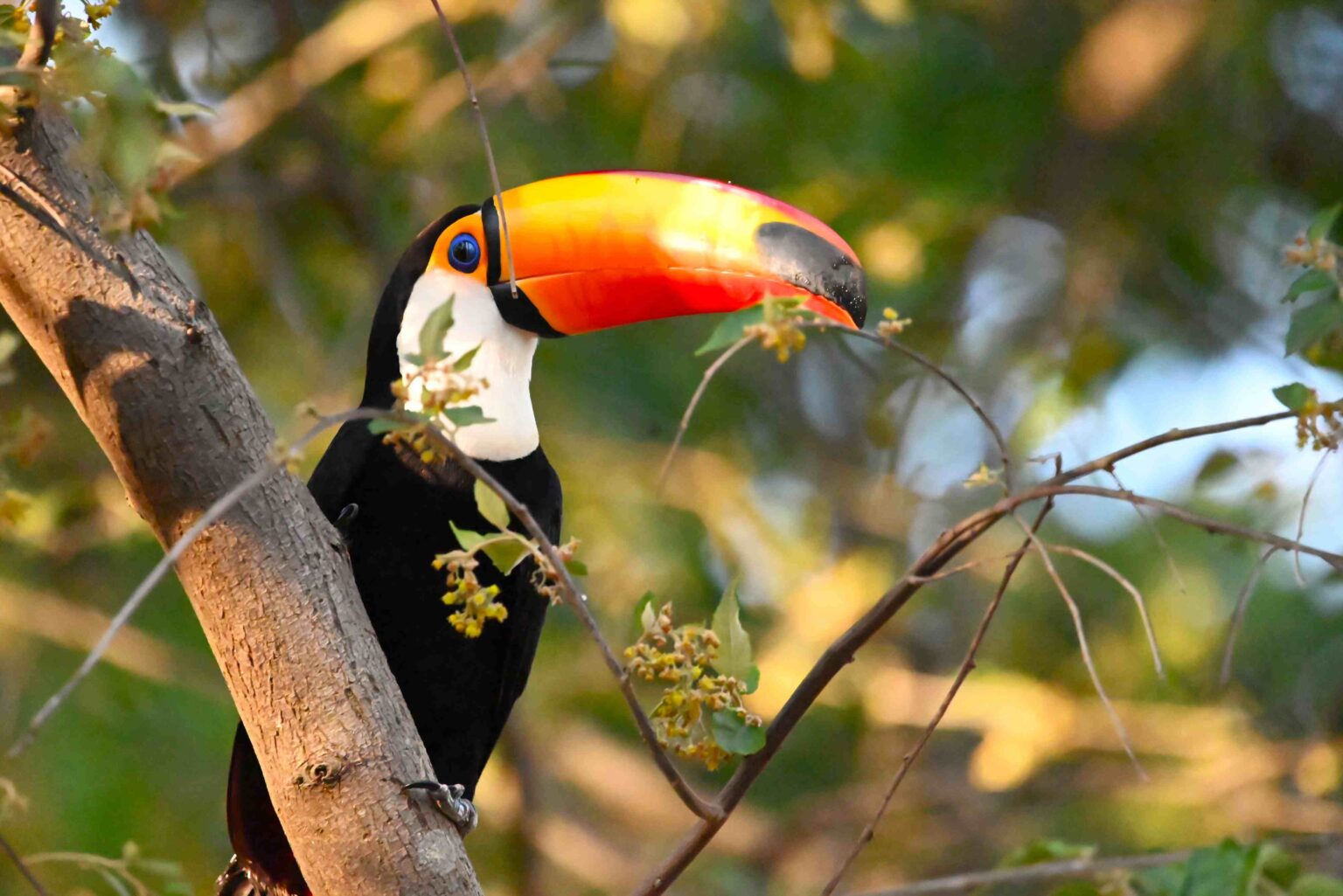 Toco Toucan, the amazing predator. - Pantanal Tour