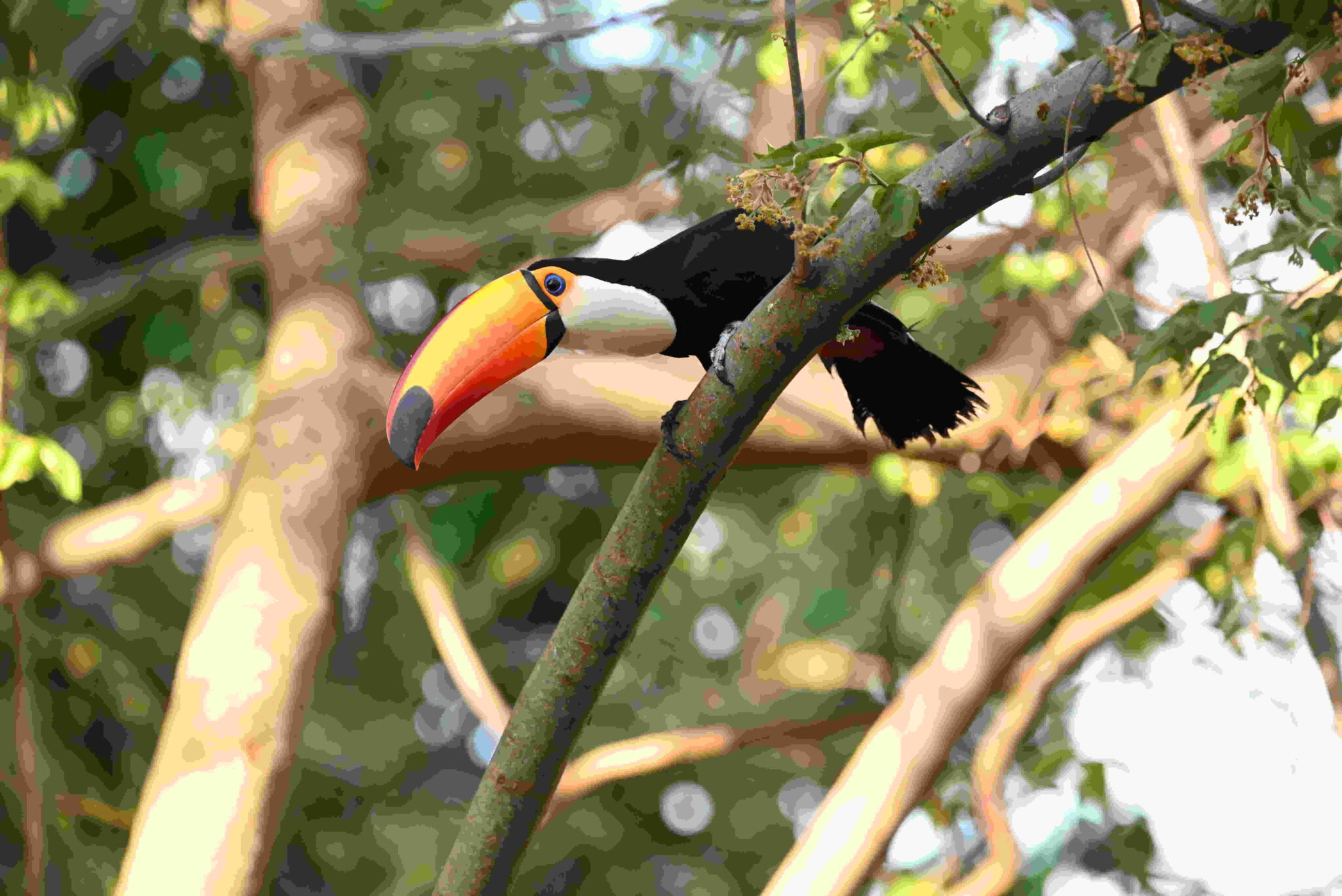 Toco Toucan, the amazing predator. - Pantanal Tour